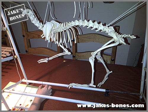 How to rearticulate a fox skeleton: part two : Jake's Bones