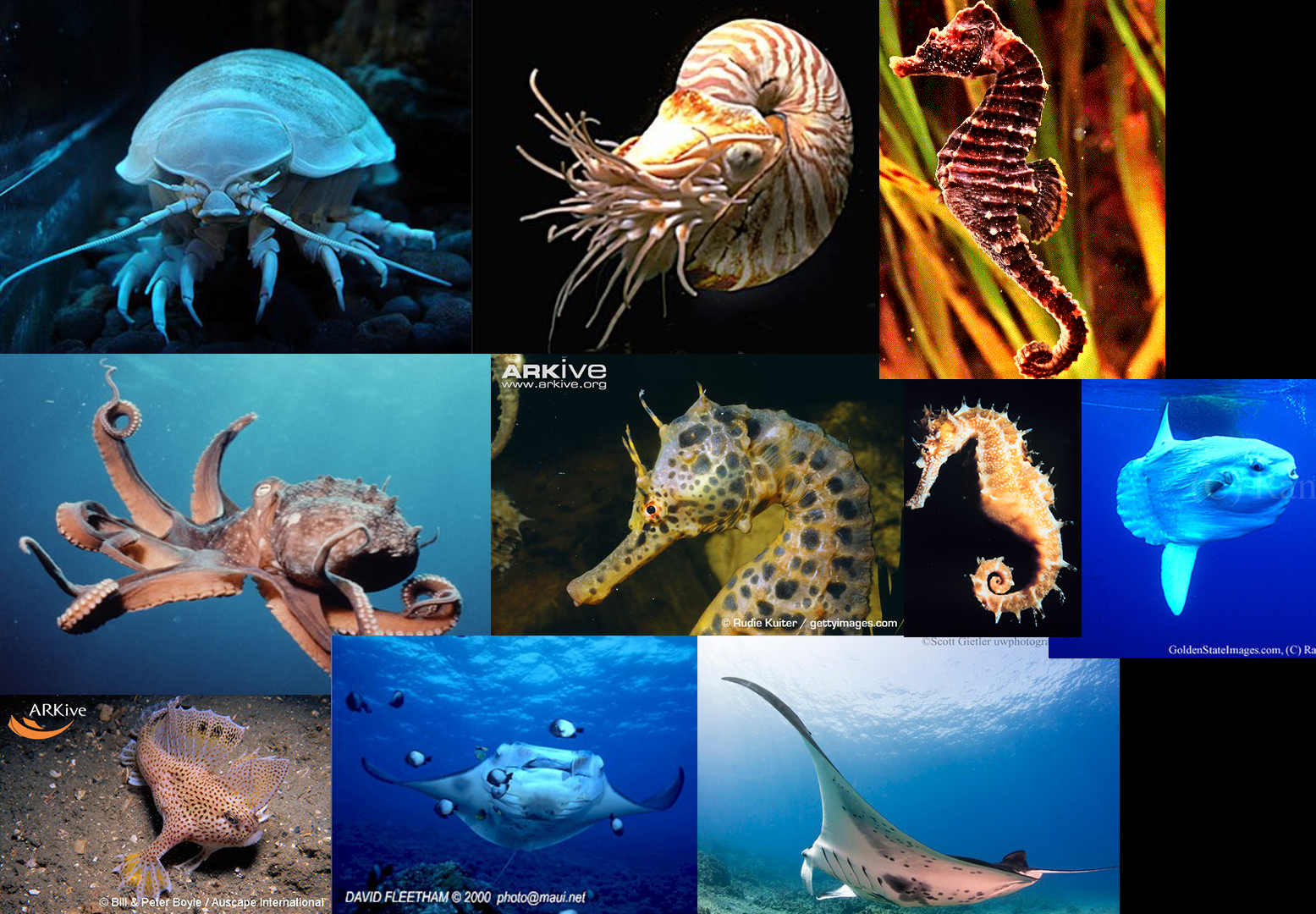 Reflex Designs: Sea Creature Breif