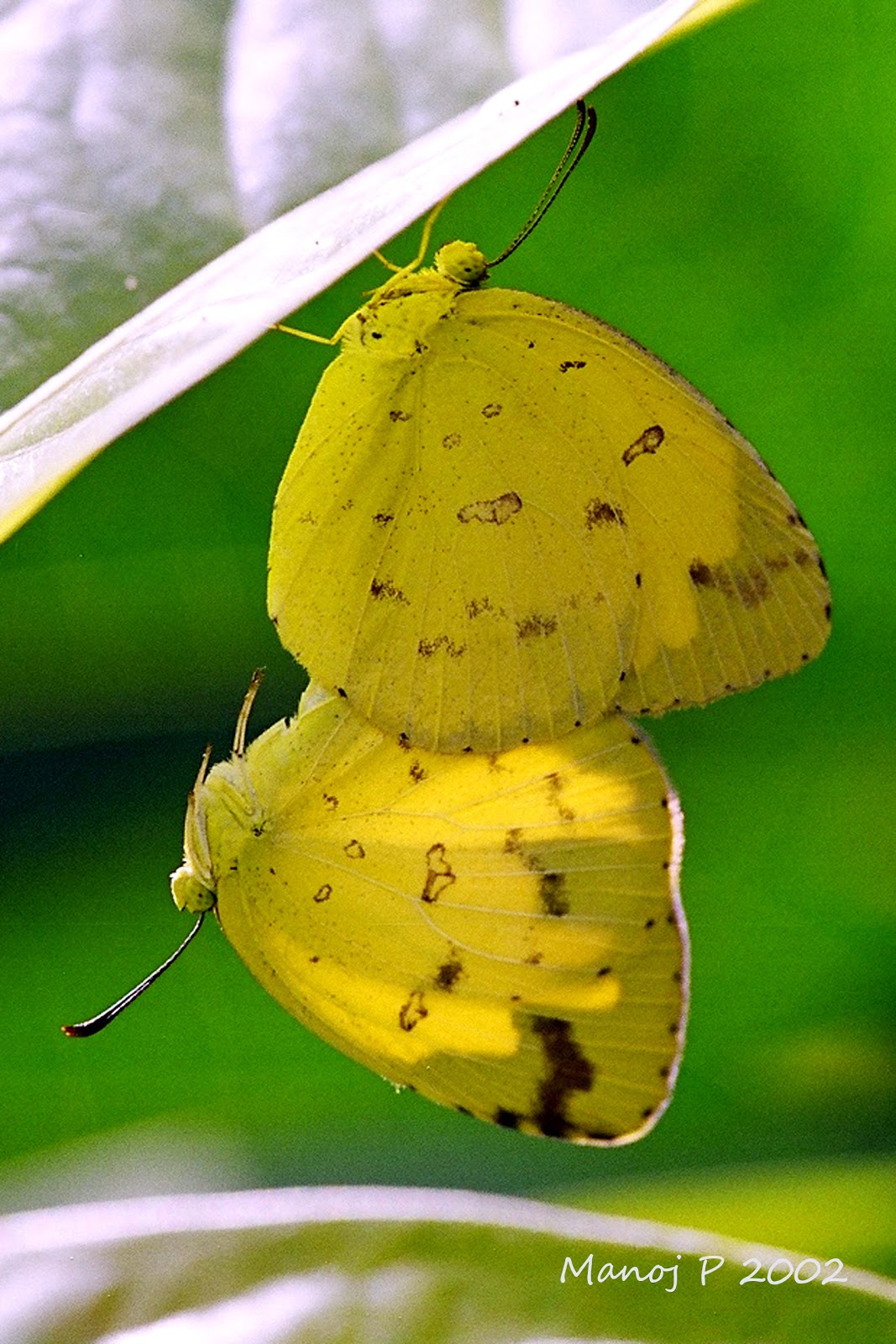 My Butterfly Garden: Common Grass Yellow