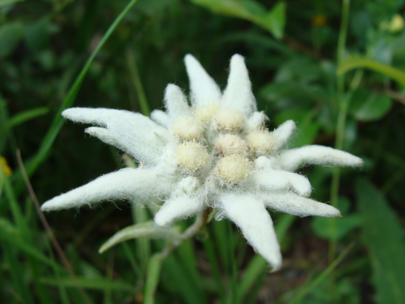 Casa Splendini: Edelweiss