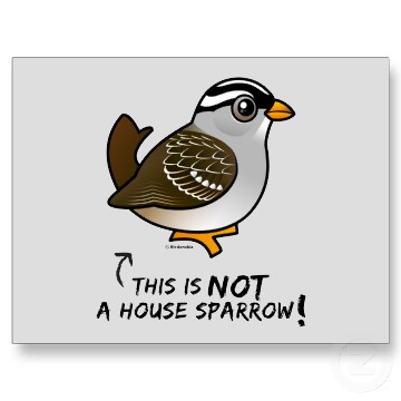 Funny house sparrow ~ unique animal wallpapers