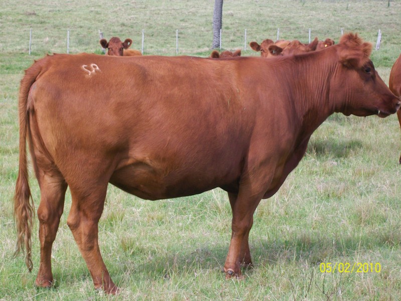CABAÑA ABERDEEN ANGUS COLORADO