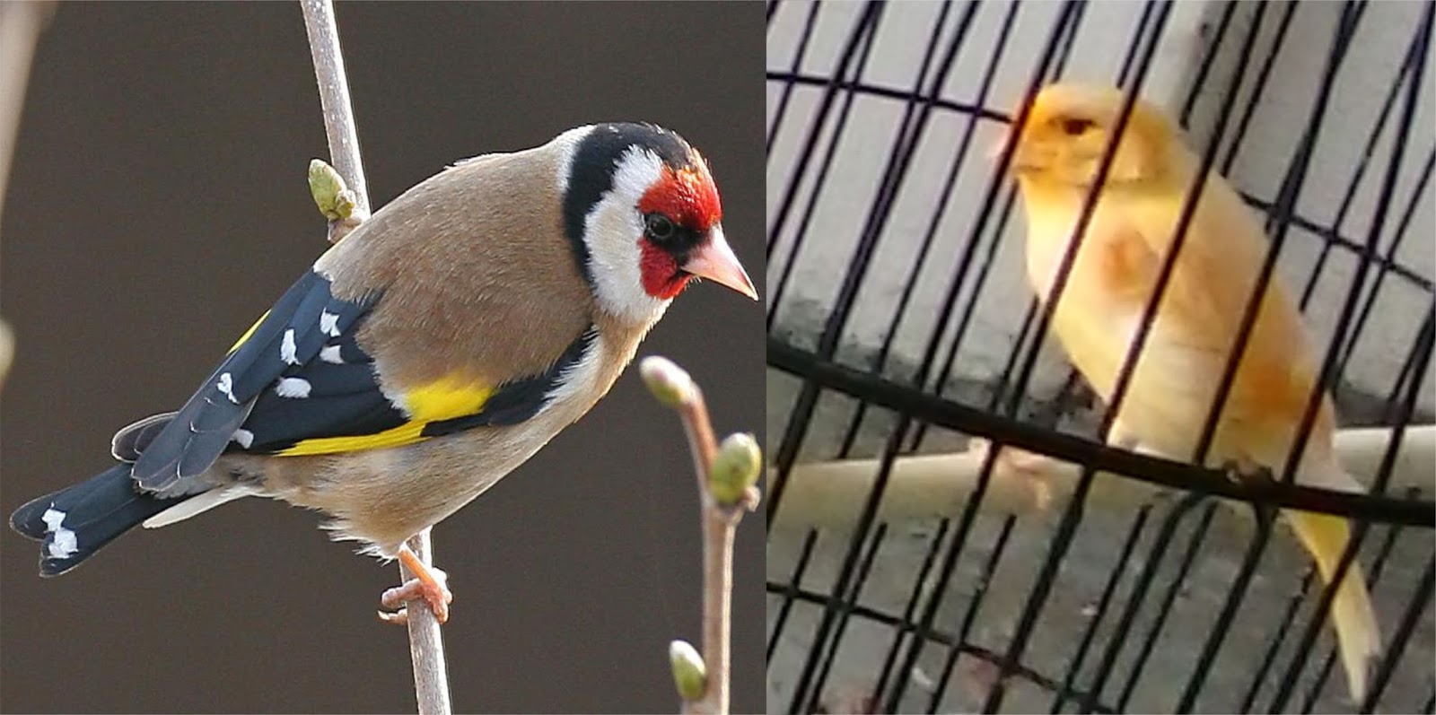 Persilangan Burung Kenari Dengan Burung Goldfinch