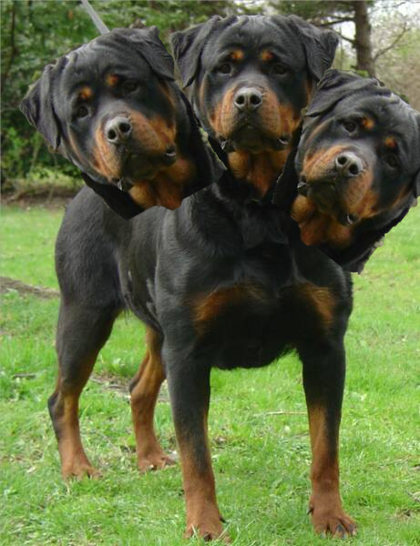 Mitología en acción: Cerbero Rottweiler