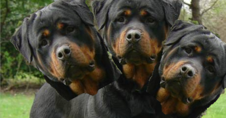 Mitología en acción: Cerbero Rottweiler