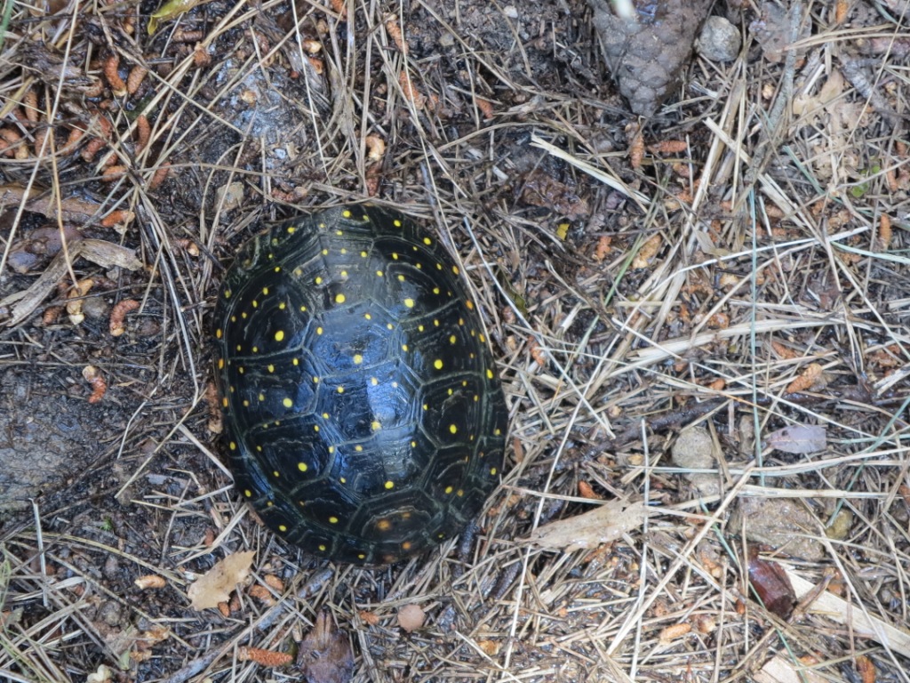 Clemmys guttata: la tortuga moteada: de maig 2013