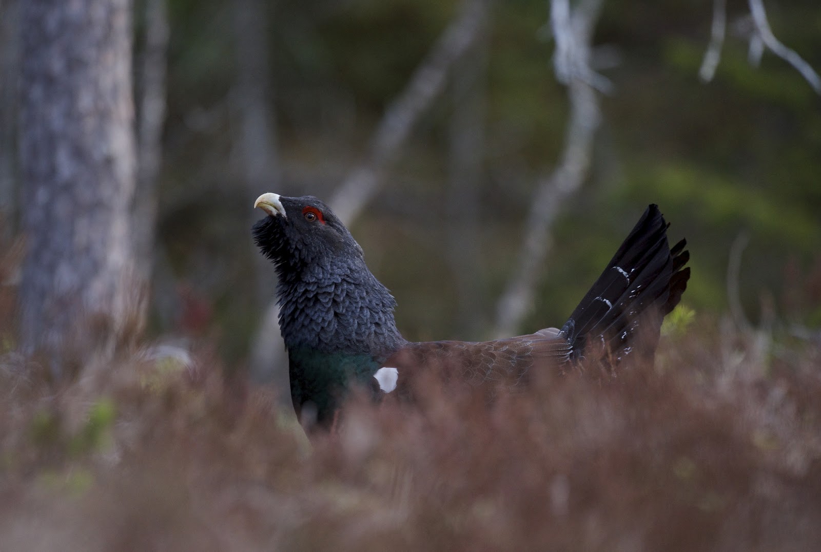Naturfoto Einar Hugnes: Bare en tiur i "sentrum" av leiken