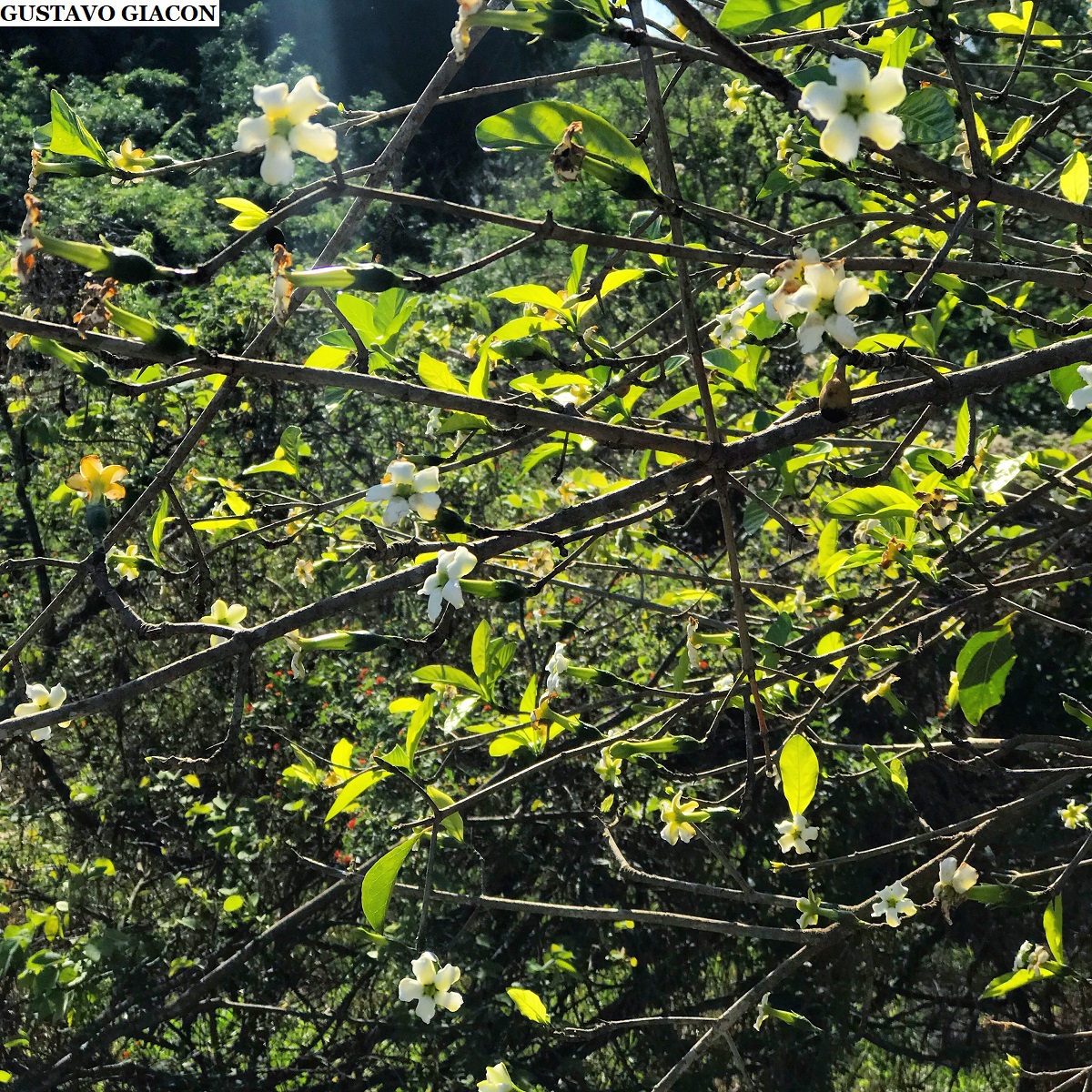 Viveiro Ciprest - Plantas Nativas e Exóticas: Limãozinho do Mato ( Randia ferox )