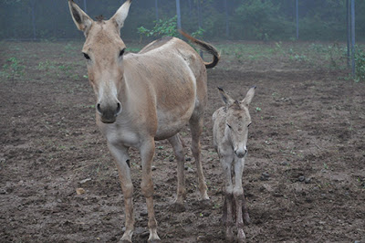El ojo del buitre: Asno salvaje (Equus hemionus)