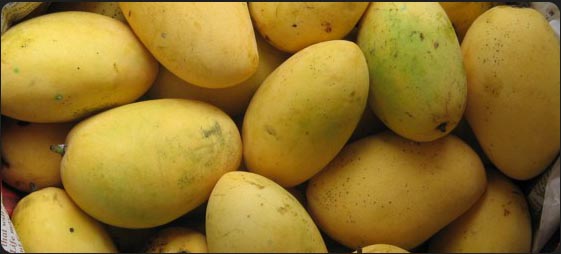 Mango Tree Dasheri Collectors Variety Grafted, 41% OFF