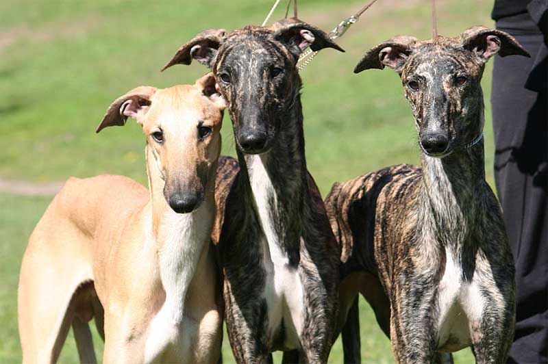 Razas de Perros: Galgo Español (Spanish Greyhound)