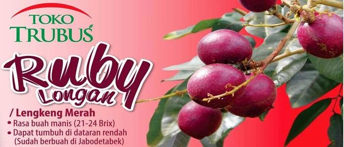 Ruby Longan, Si Merah Primadona Baru