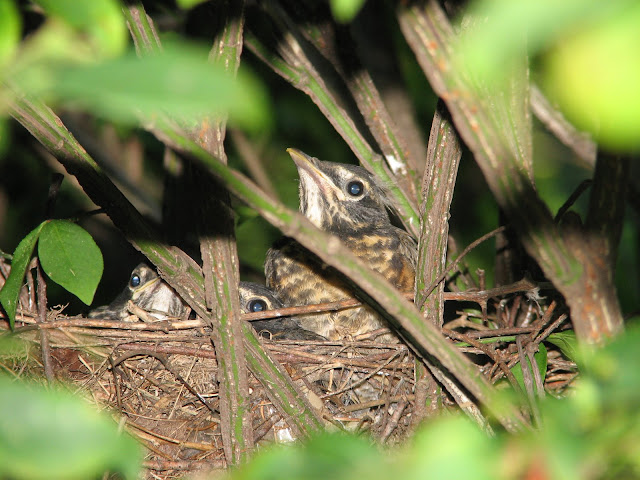 Birding Is Fun!: American Robin