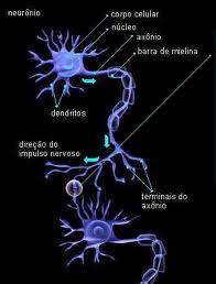 Psicologia do Desenvolvimento 40: O Neurônio