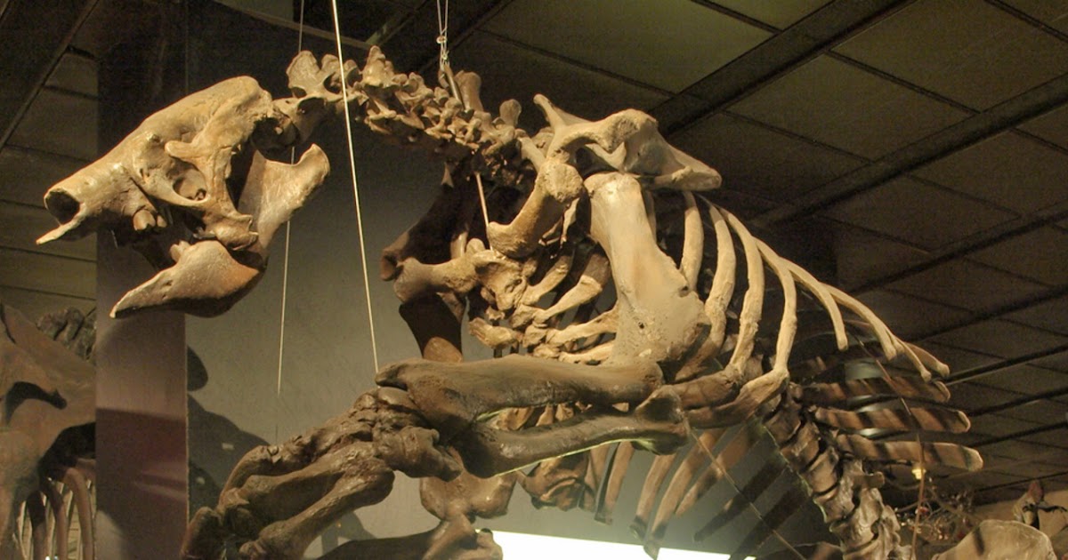 The giant sloth megatherium was a vegetarian ~ History Archaeology