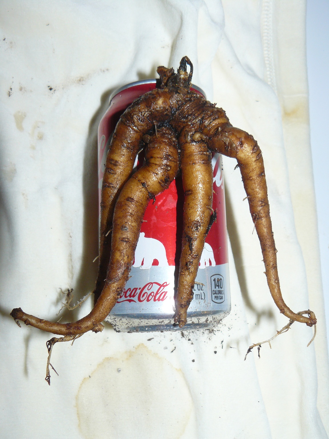 Mandrake plants: Live mandrake root mandragora offcin. Monster this is ...