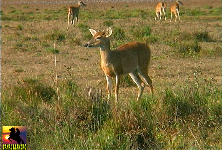 Canal Llanero : EL VENADO Venado (Odocoileus virginianus)