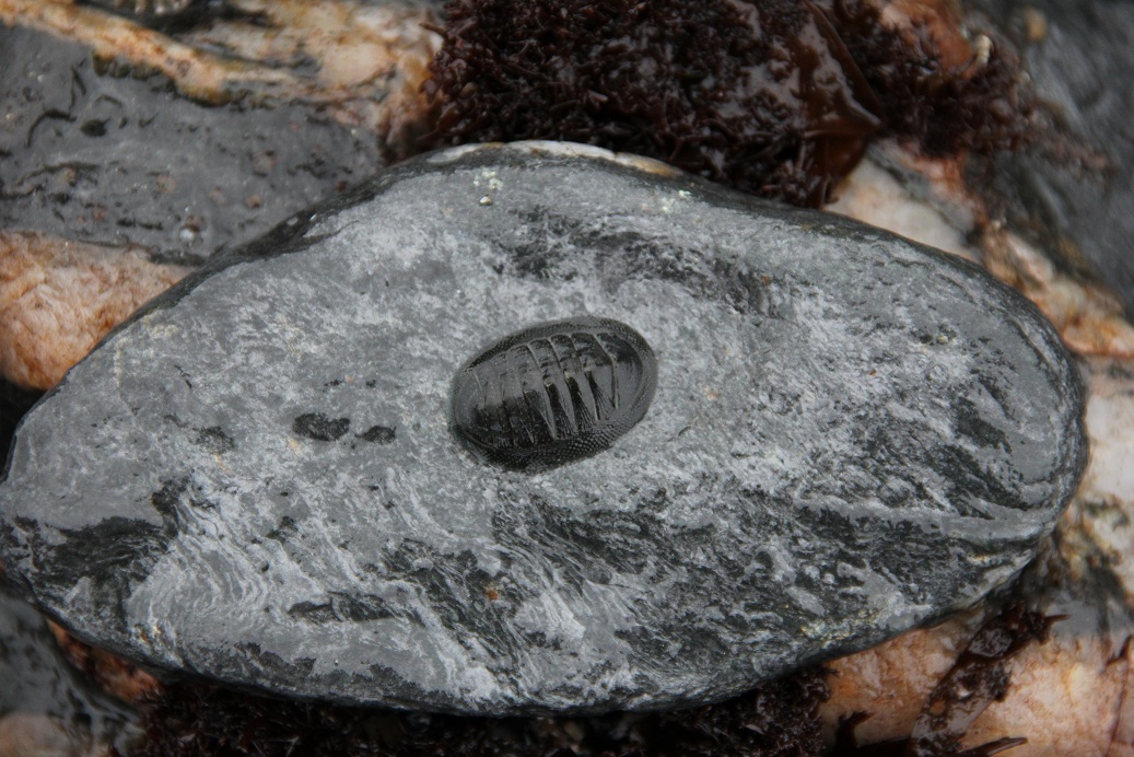 EXPLORANDO EL PLANETA AZUL: BIODIVERSIDAD EN INTERMAREAL ROCOSO