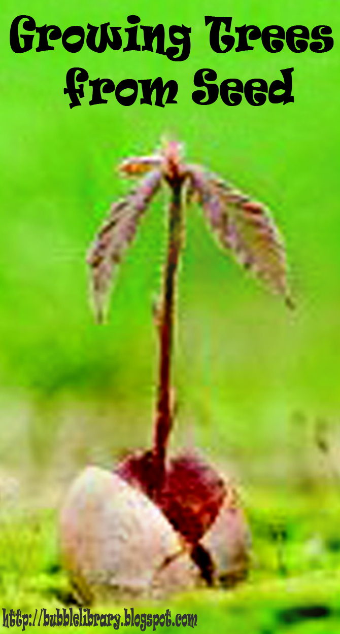 B u B b L e L i B R A R Y: When does a tree stop growing?