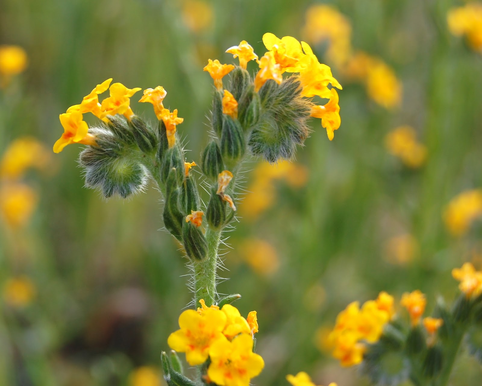 blackoaknaturalist: Table Mountain flowers: Part 2