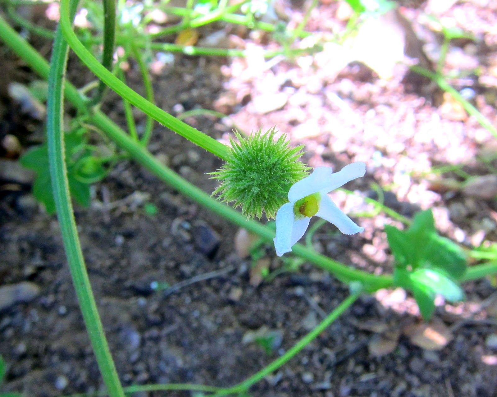 Doves Today: Wild cucumber