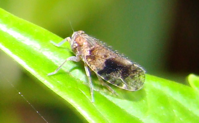 Natureza-em-movimento: Homóptero - issidae