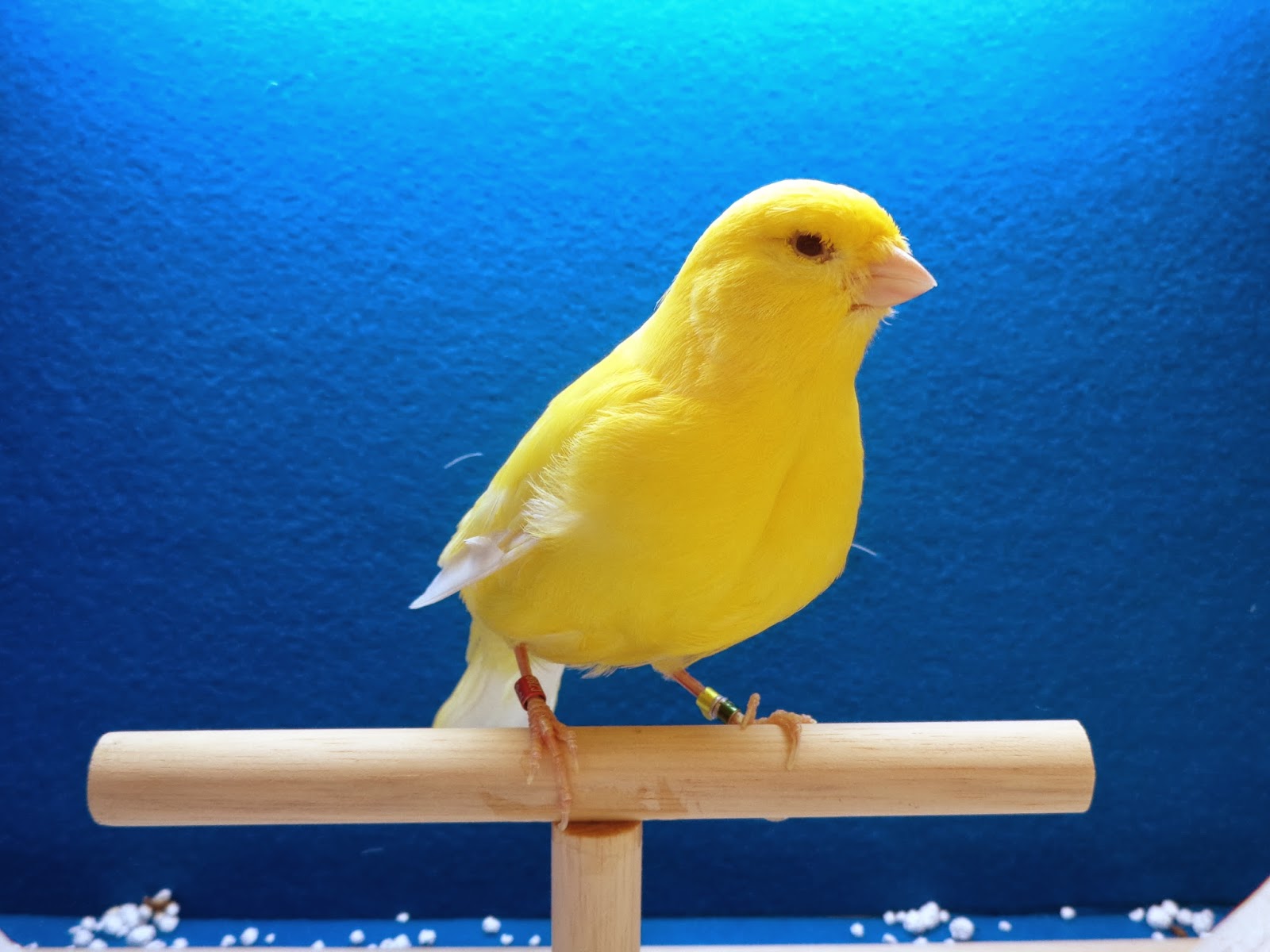 Canarios Orlando Pedro: Canarios Amarelos Intensos Machos para 2014.