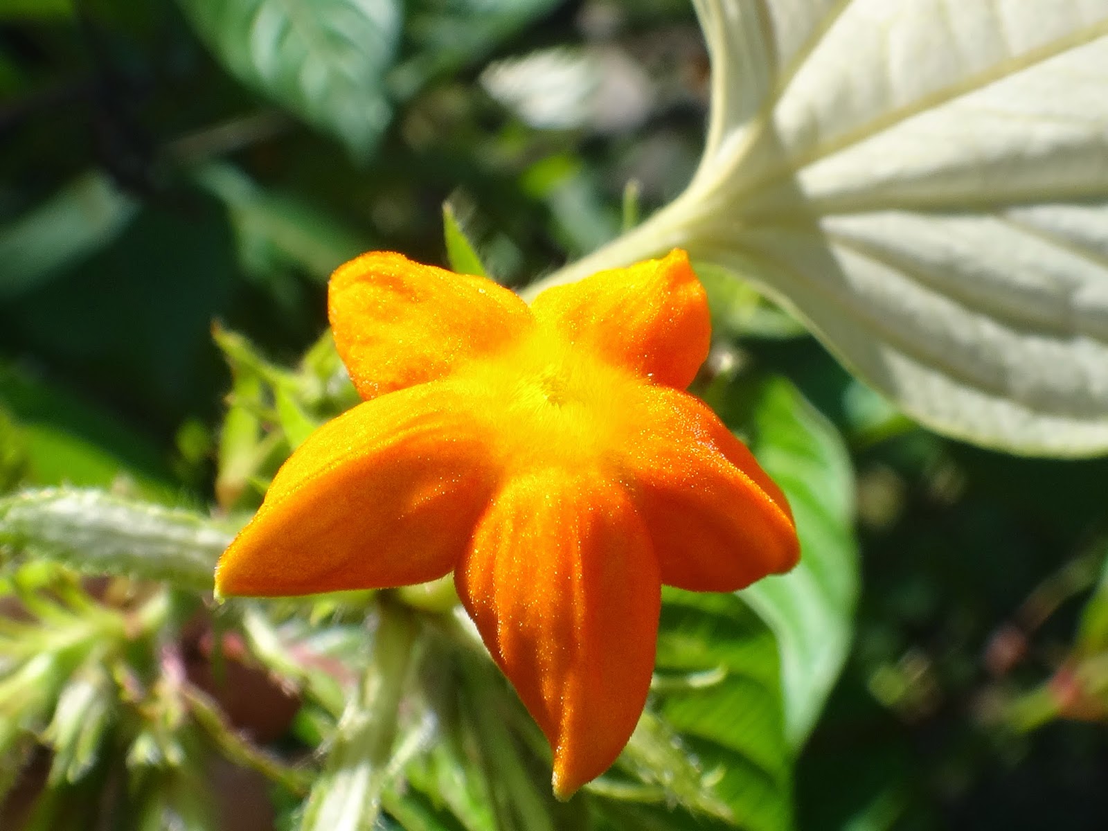 Uma flor por dia: Mussaenda frondosa