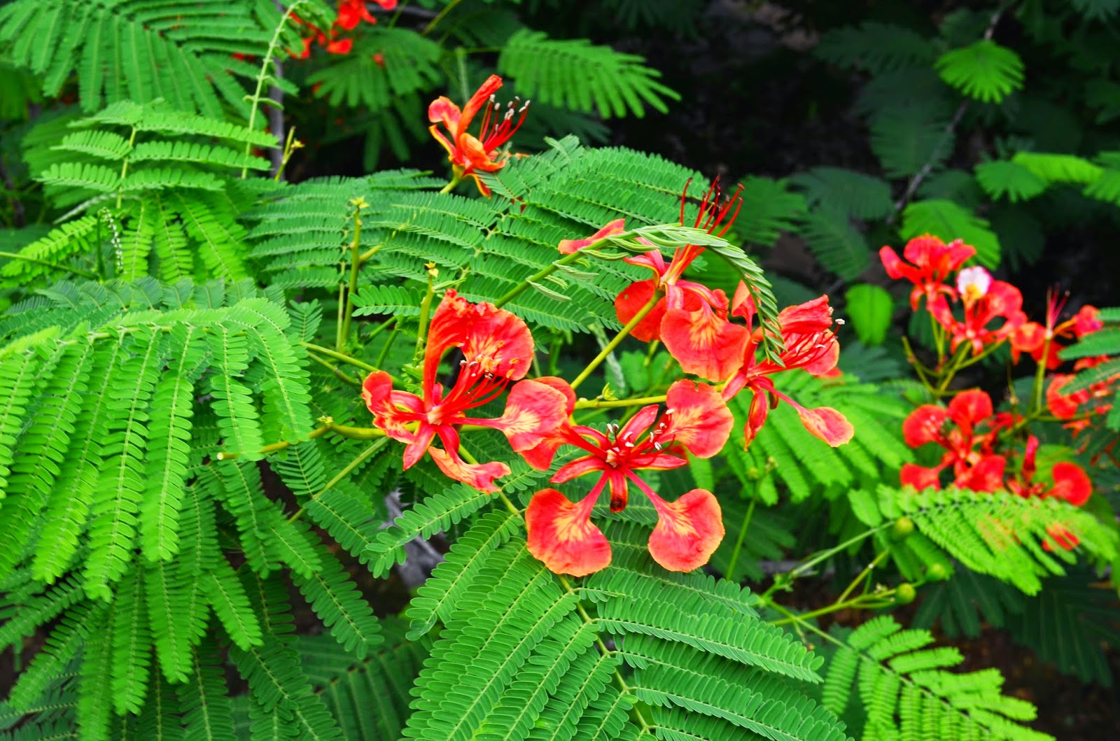 Travelog Cik Nurul: Taman Botani, Putrajaya: #2