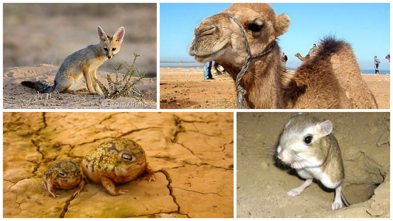 Desiertos: diciembre 2015