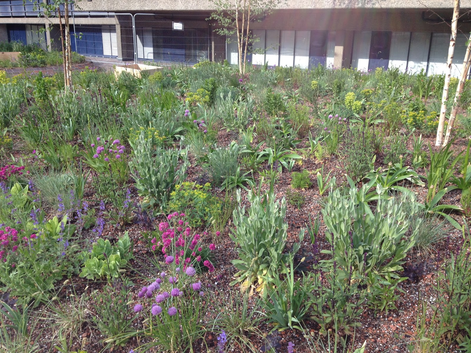 The Gardener's Eye: Nigel Dunnett's Roof Garden in the City of London