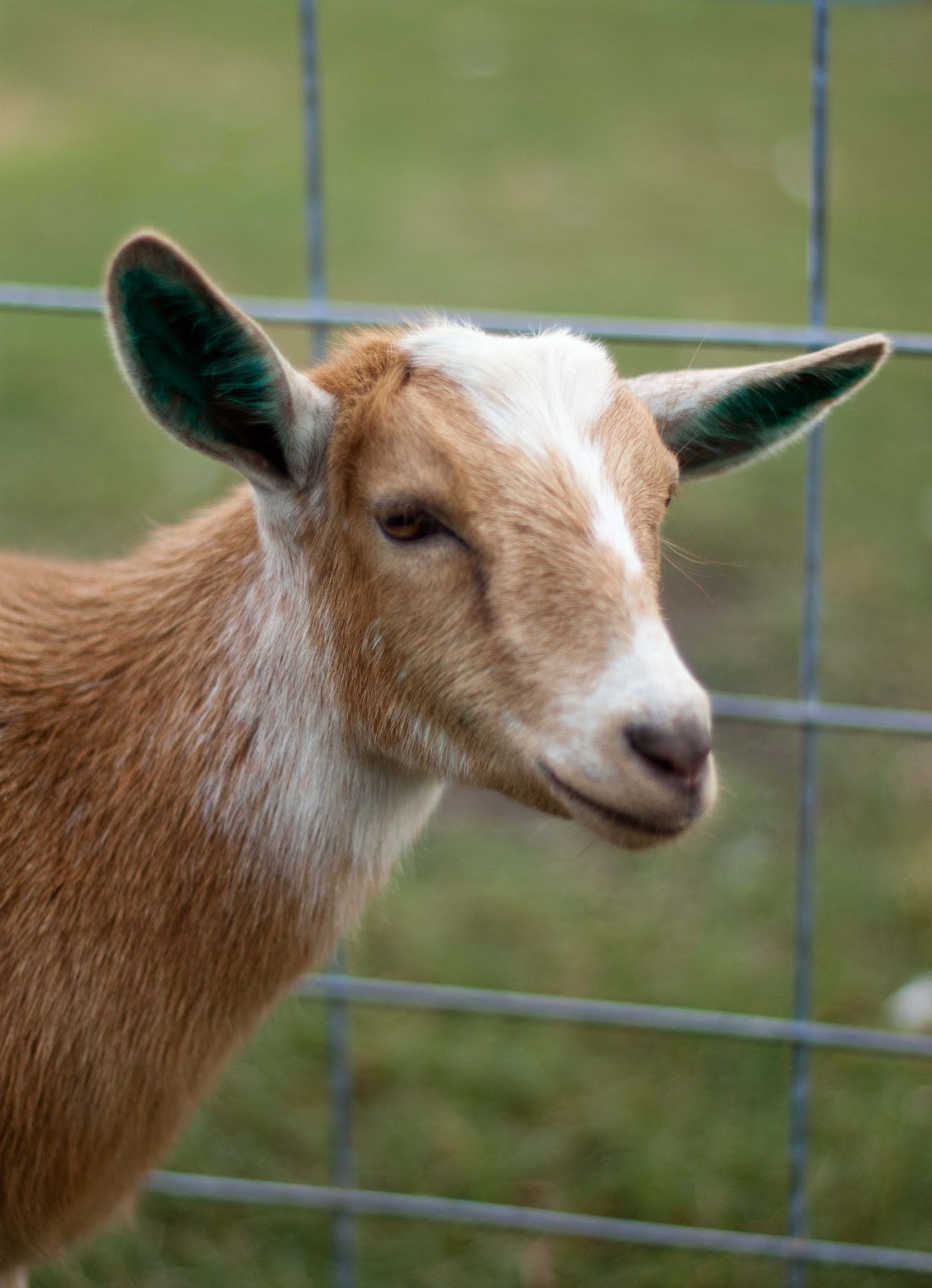 Archer's Acres: Our Nigerian Dwarves