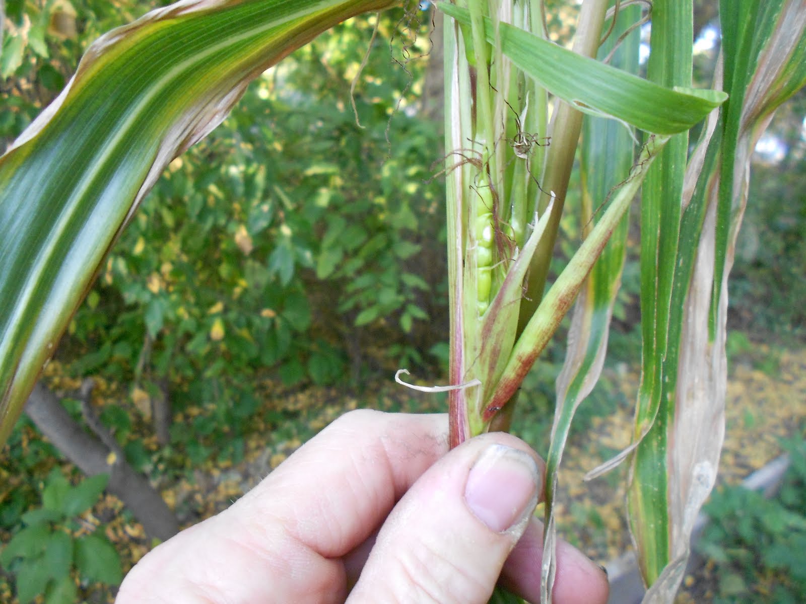 This is teosinte, or zea, the original ancestor of modern corn : r/pics