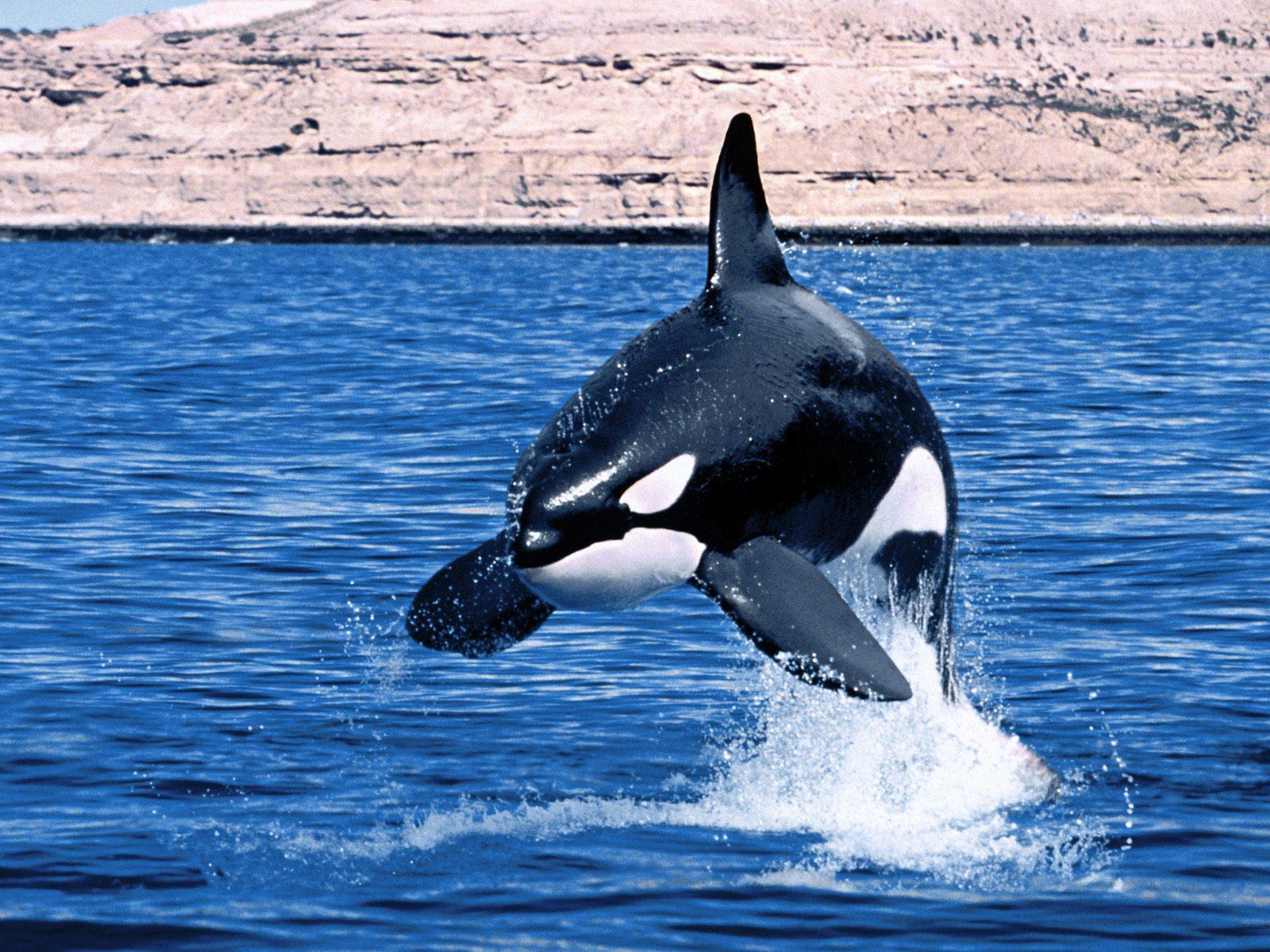biblioteca animal: la orca, la ballena asecina