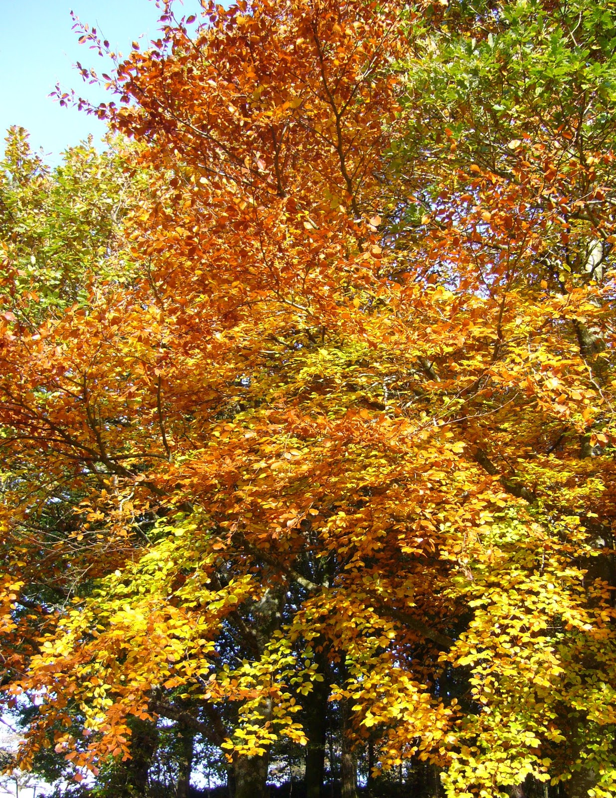 cheviots: Goldengrove unleaving