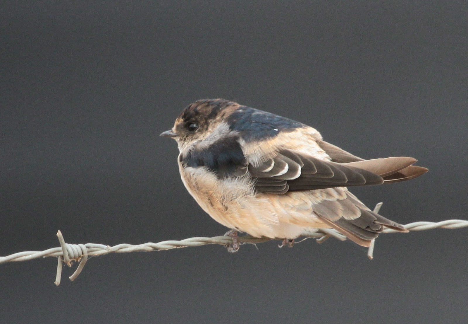 Richard Waring's Birds of Australia: Tree Martins, Red-tailed Black ...