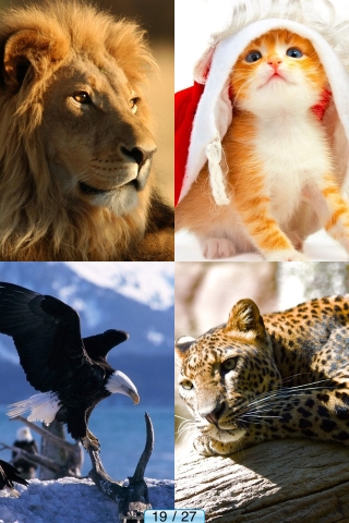 Multi Animals Wallpaper 2 ~ Blast of Wallpapers