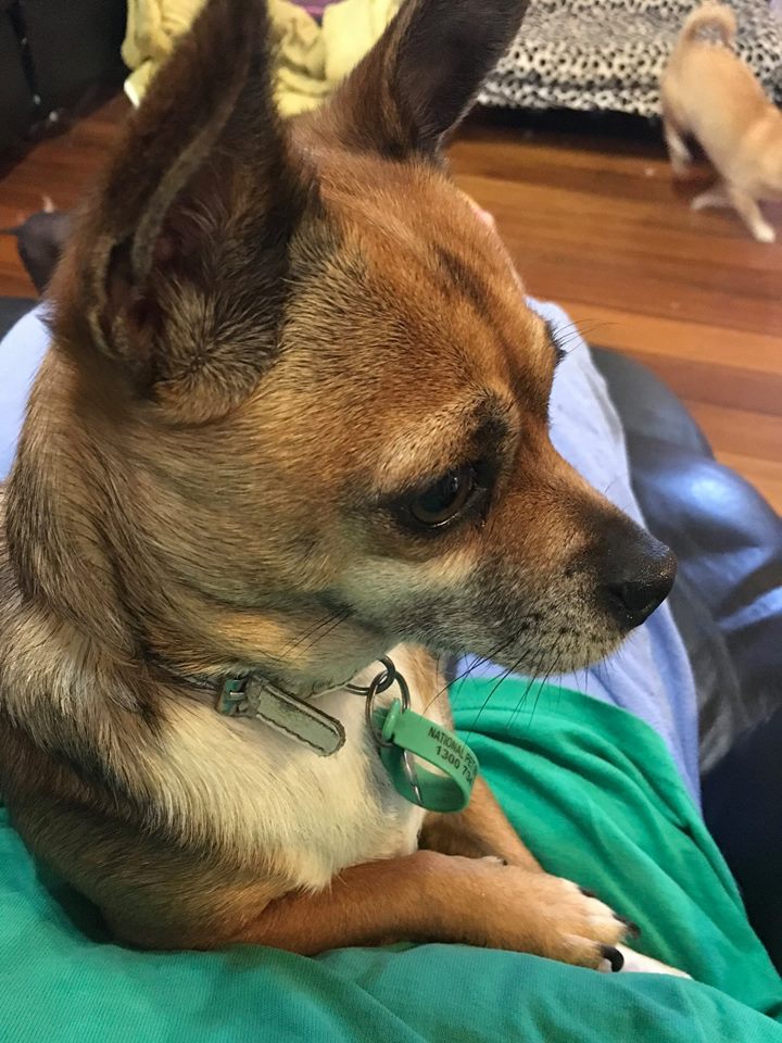 Chihuahua Rescue Victoria Dog Roll: CHA CHA LITTLE DOG