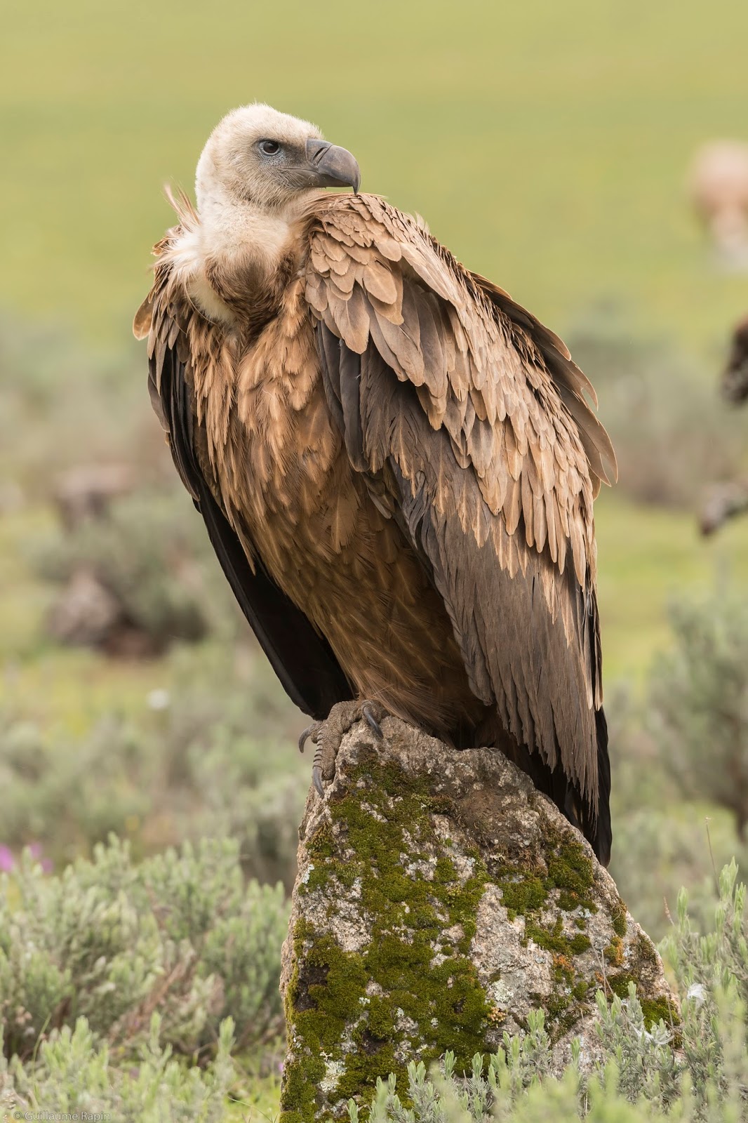 Au plus proche de la nature: Vautour fauve