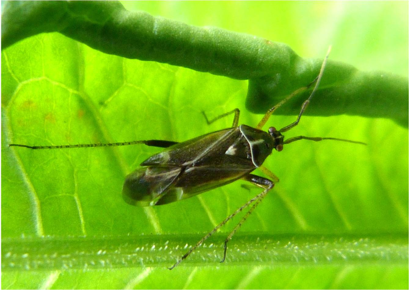 Insects of Scotland: True Bugs