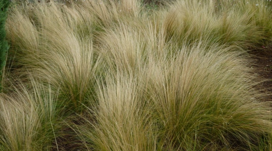 8 gramíneas ornamentales que también aportan interés al jardín en invierno