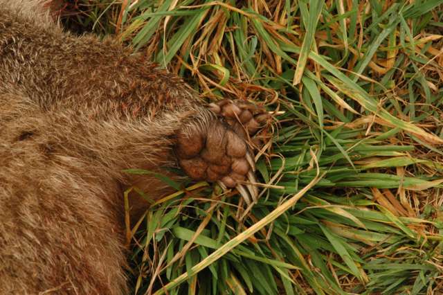 The Nature of Robertson: Please watch out for local Wombats, in Robbo.