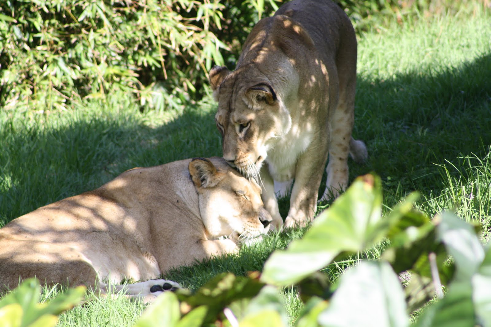 Discovering NZ: Amazing Auckland Zoo!