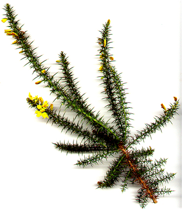 parquealamillo-encinarosa: Tojo / Ulex parviflorus / Aulaga / Aliaga ...