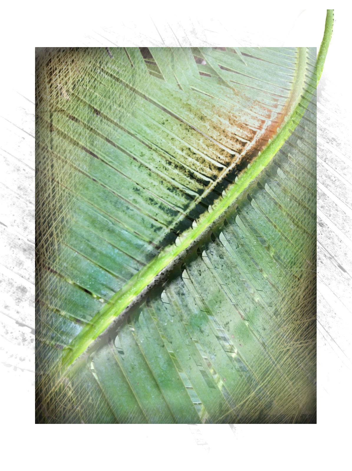 Karen L Messick iPhone Adventures: Juxtaposer App: Creative Layers ...