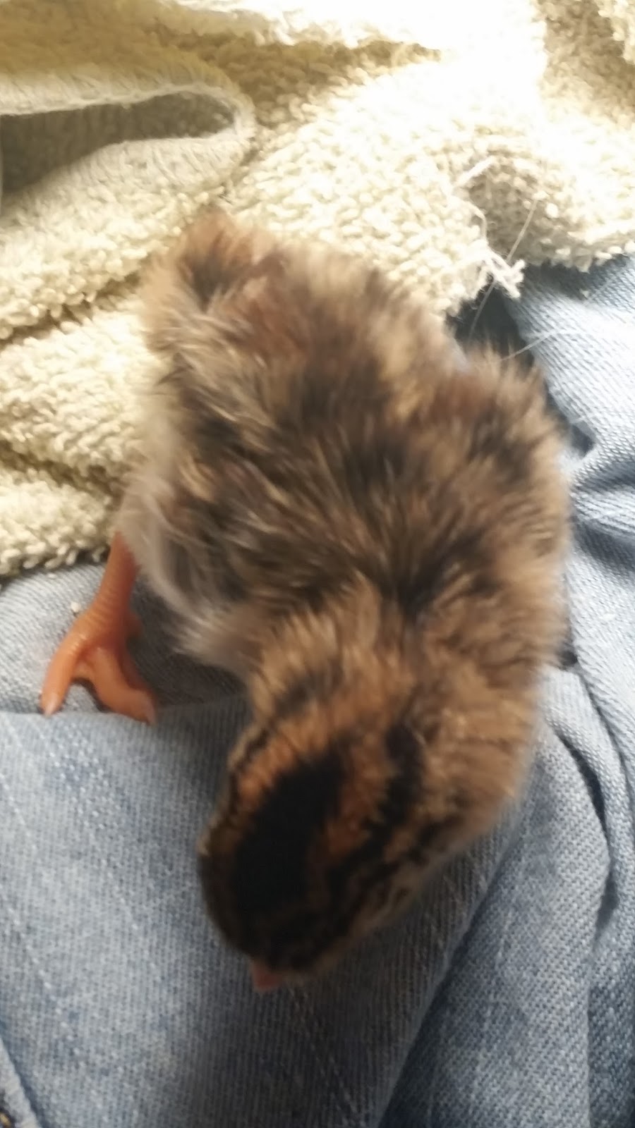 Texas Rebel Girl: Raptor Chick