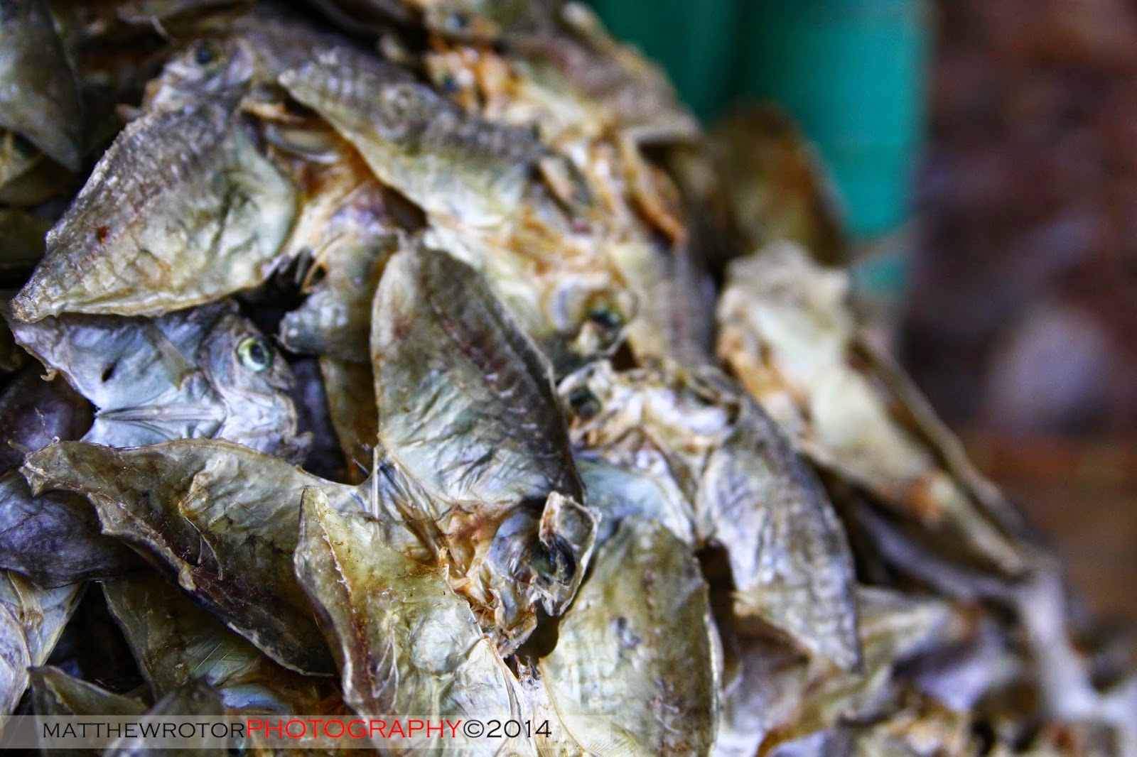 Living with Nature - School on Blog by Dr. Abercio V. Rotor: UST-AB ...