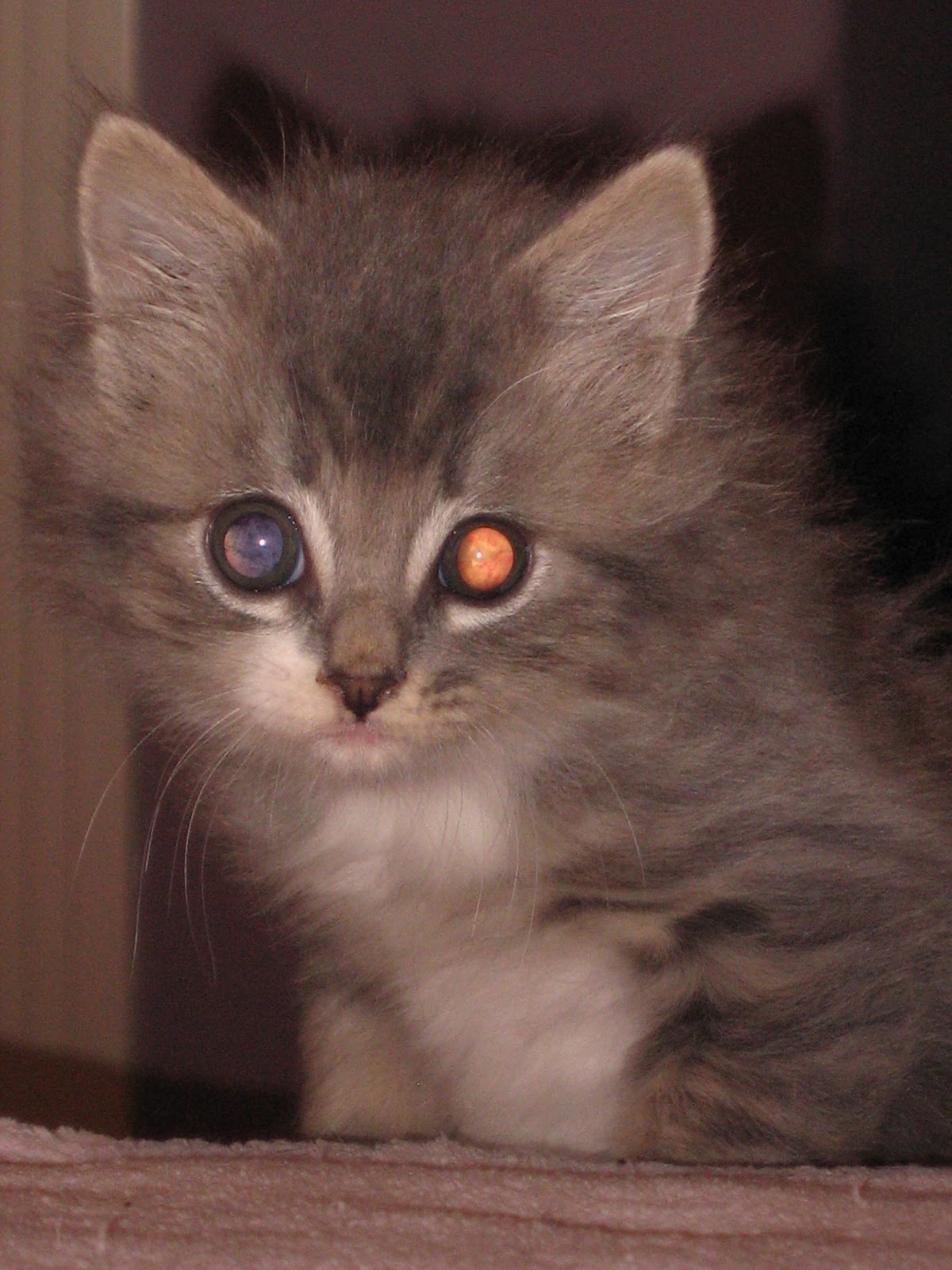 kittenpalooza-blind-cat-davey-it-s-official-he-s-mine