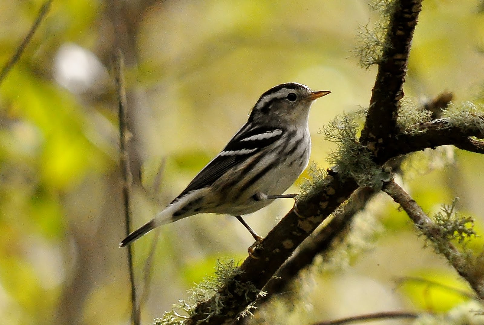 Archie's Peaky Birders Blog: MEGA ALERT: The BLACK-AND-WHITE WARBLER on ...