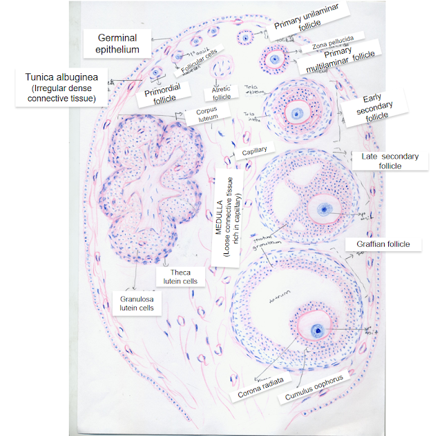 Female Reproductive System